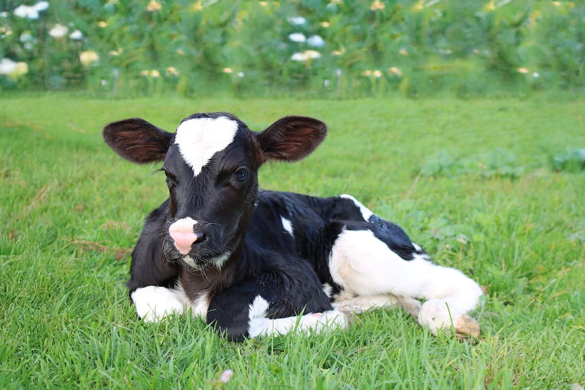 The Importance of a Calf Audit | Uniag Cooperative